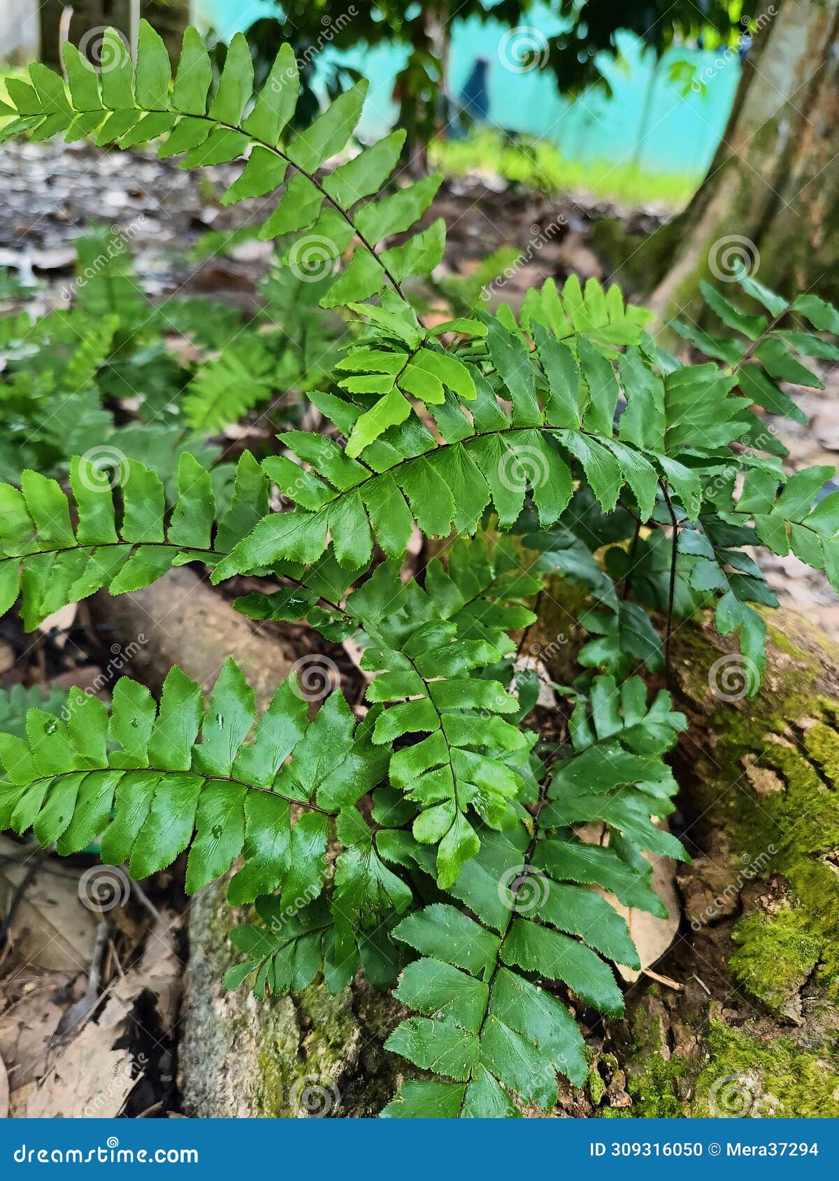 Wild plants stock photo. Image of roots, plants, trees - 309316050