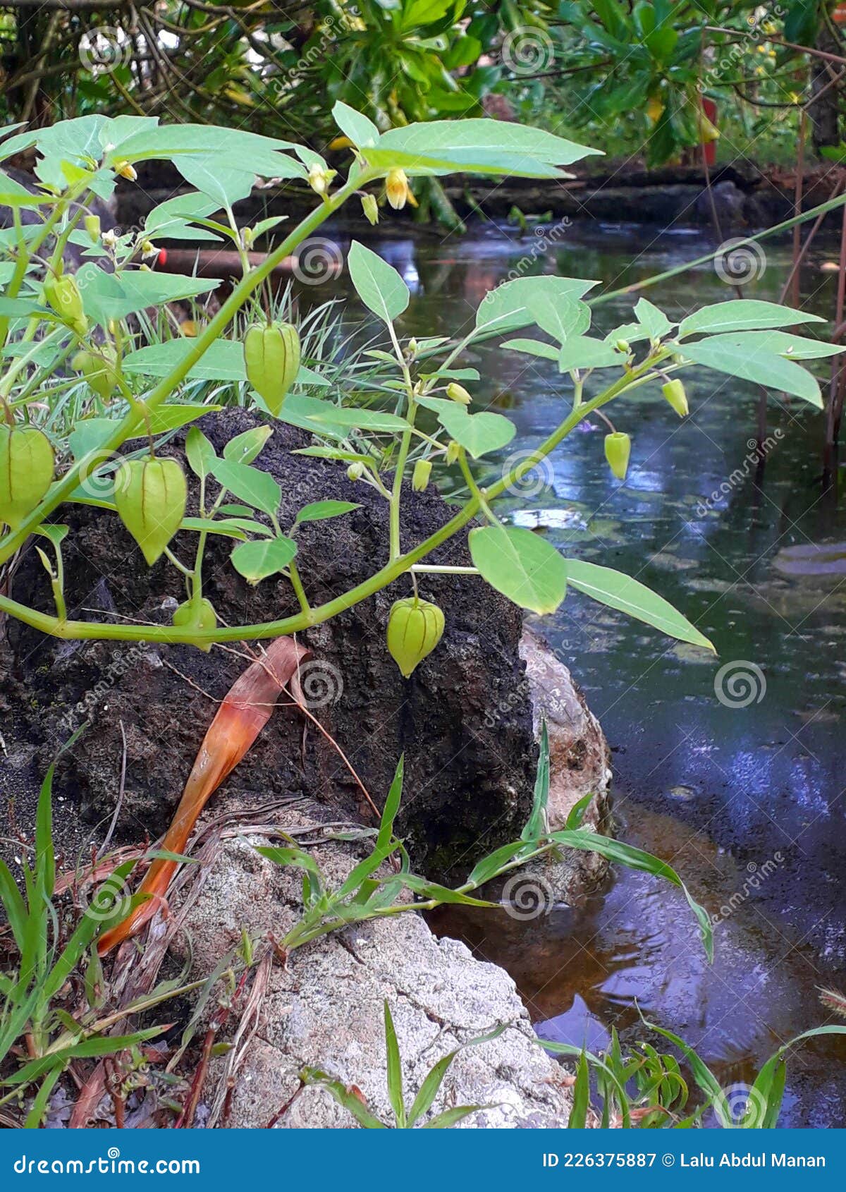 Wild plants by the river stock image. Image of pure - 226375887