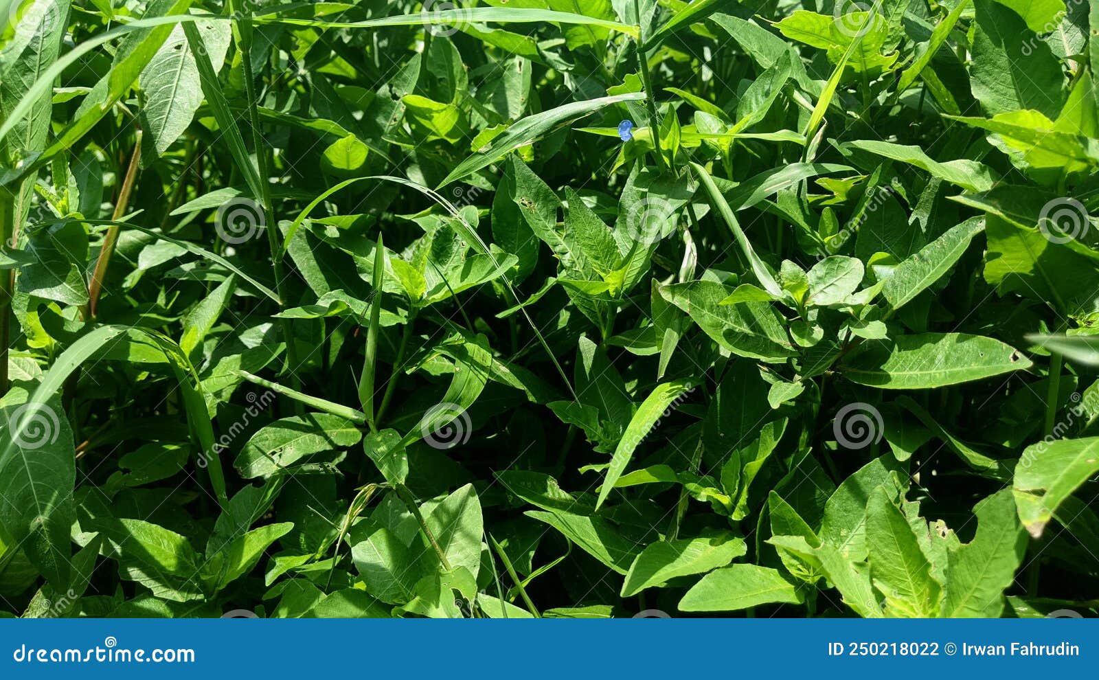 Wild Plants at the Riverside Stock Photo - Image of floral, produce ...