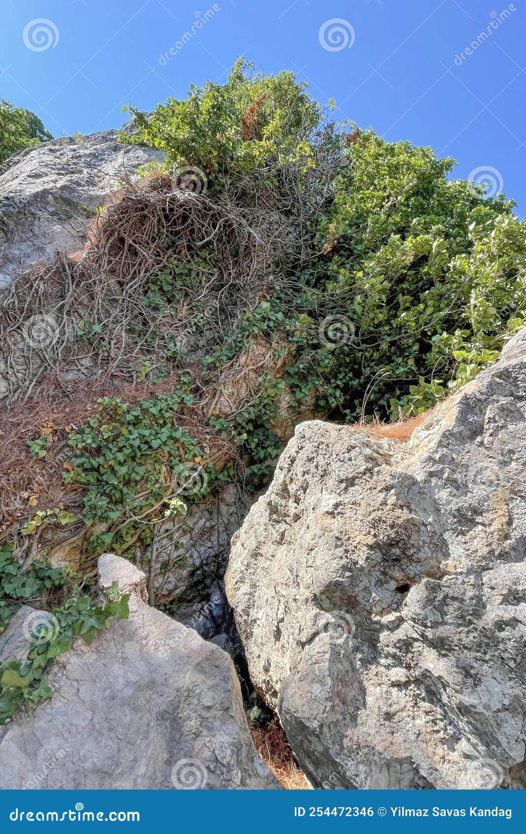 Wild plants on the rocks stock photo. Image of landscape - 254472346