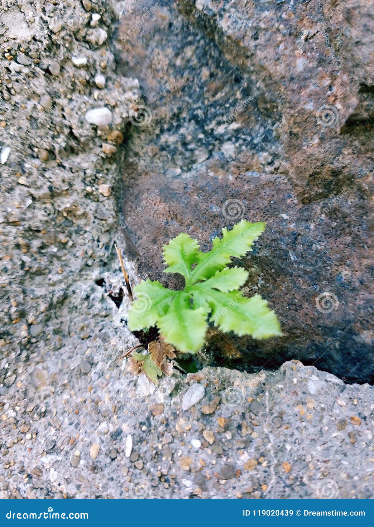 Wild plants on rocks stock image. Image of wild, survival - 119020439