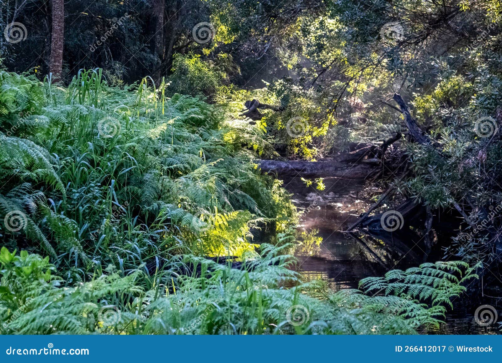 Wild Plants and Trees in the Forest Stock Image - Image of growth ...