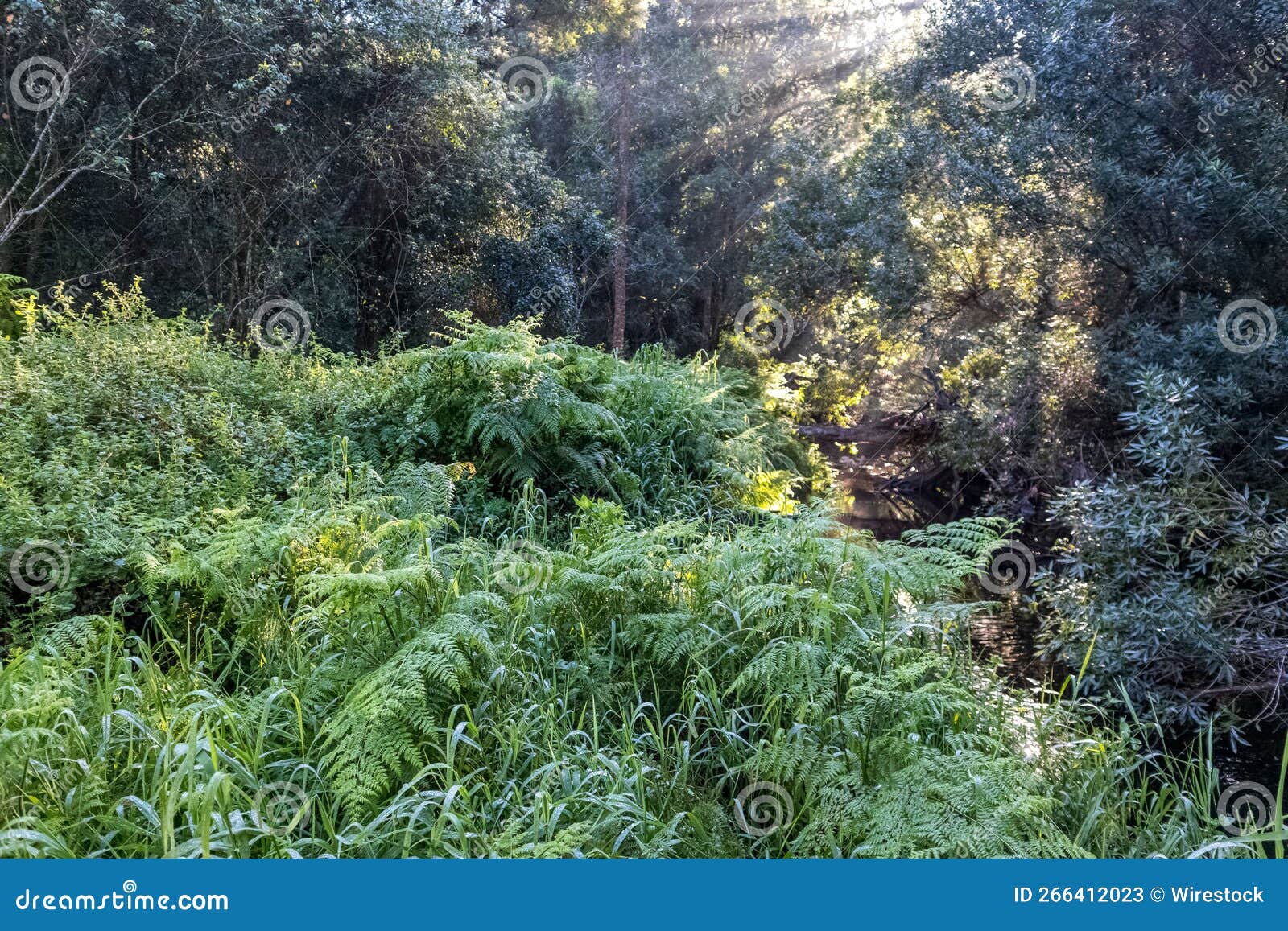 Wild Plants and Trees in the Forest Stock Image - Image of garden, wild ...
