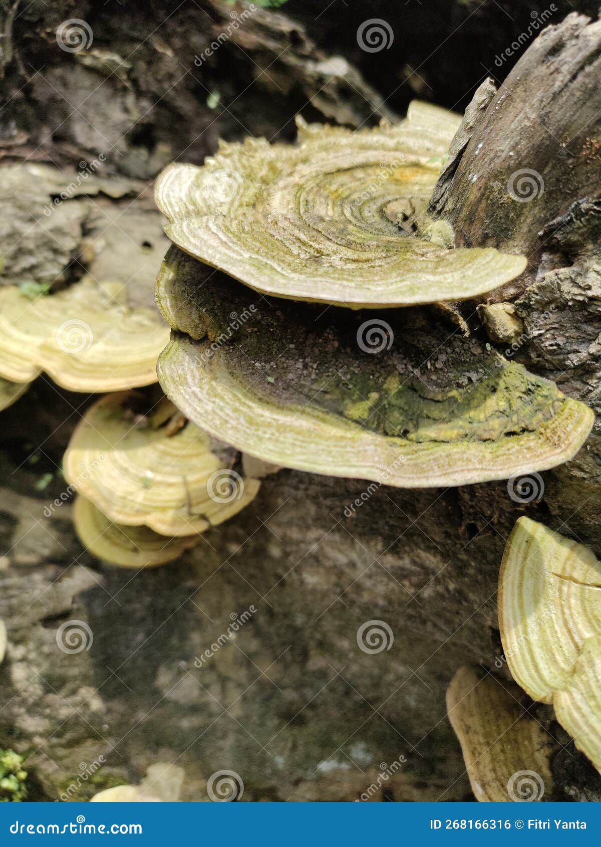 Wild Plate Shape Mushroom Grow on Tree Trunk Stock Photo - Image of ...