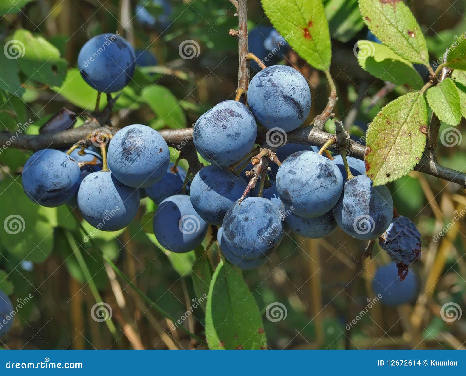 Wild plum stock photo. Image of spring, national, petal - 12672614