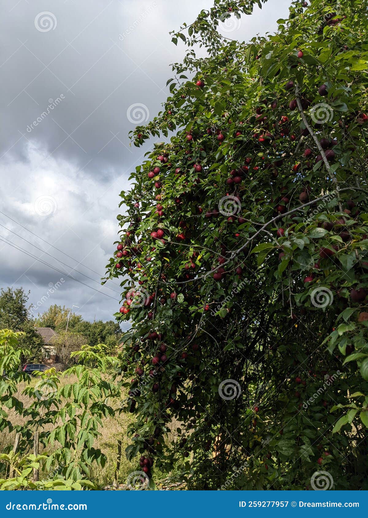 Wild plum on the farm stock image. Image of tree, produce - 259277957