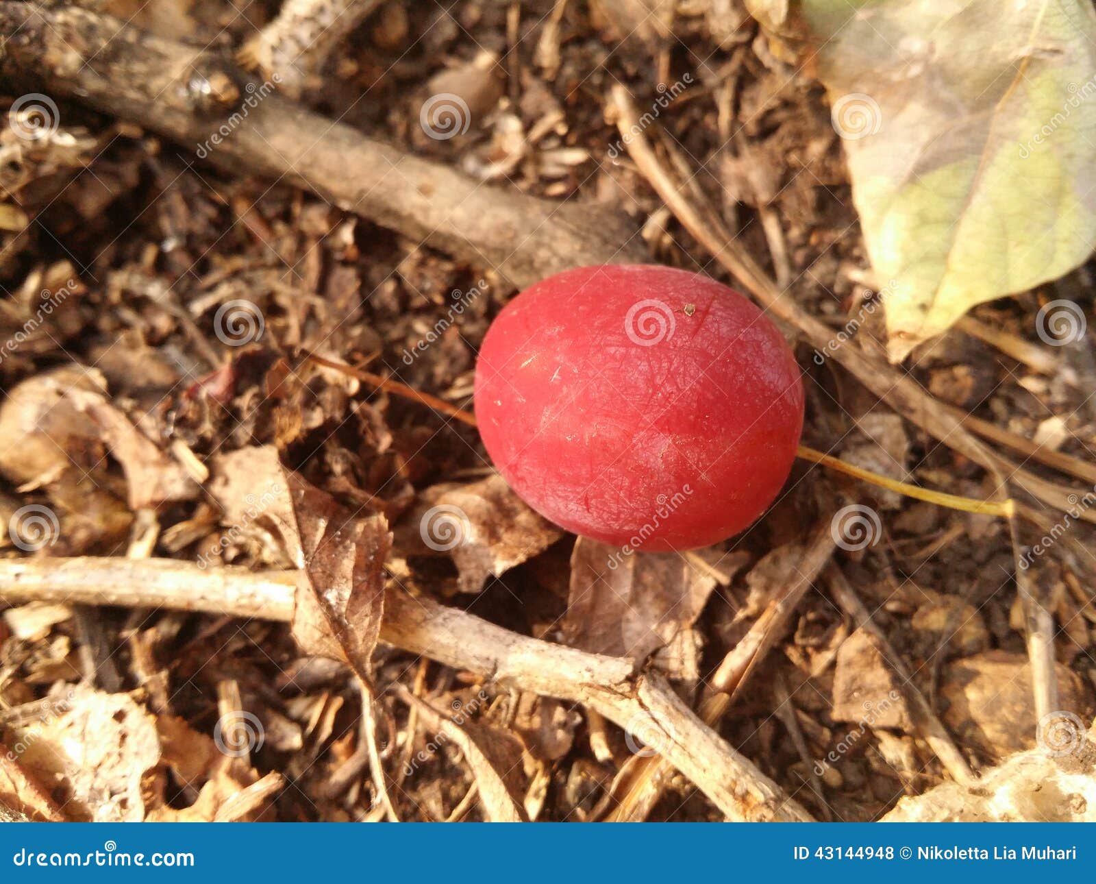 Wild plum stock photo. Image of plum, nature, ground - 43144948