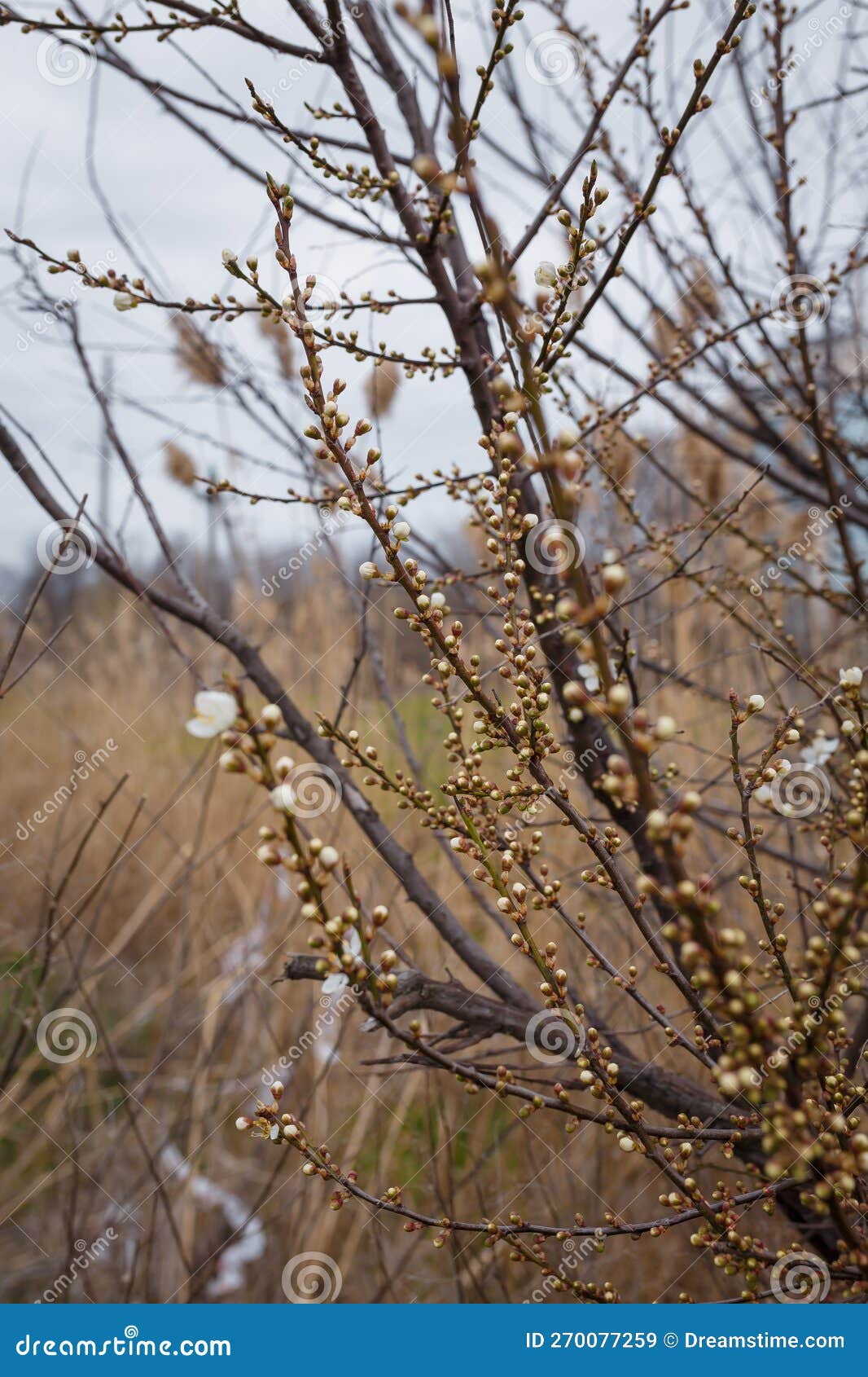 Wild Plum Tree Blossoming in Spring. Brown Branches with Tender White ...