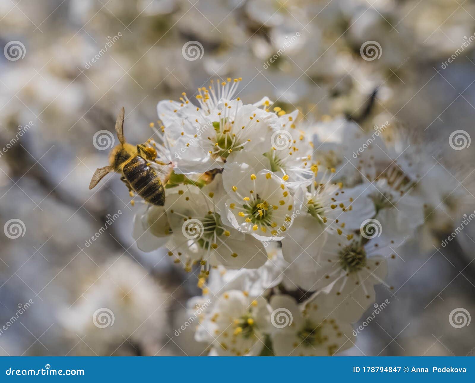 Wild Plum Tree Blossoms in the Spring. Magical Spring Season. Stock ...