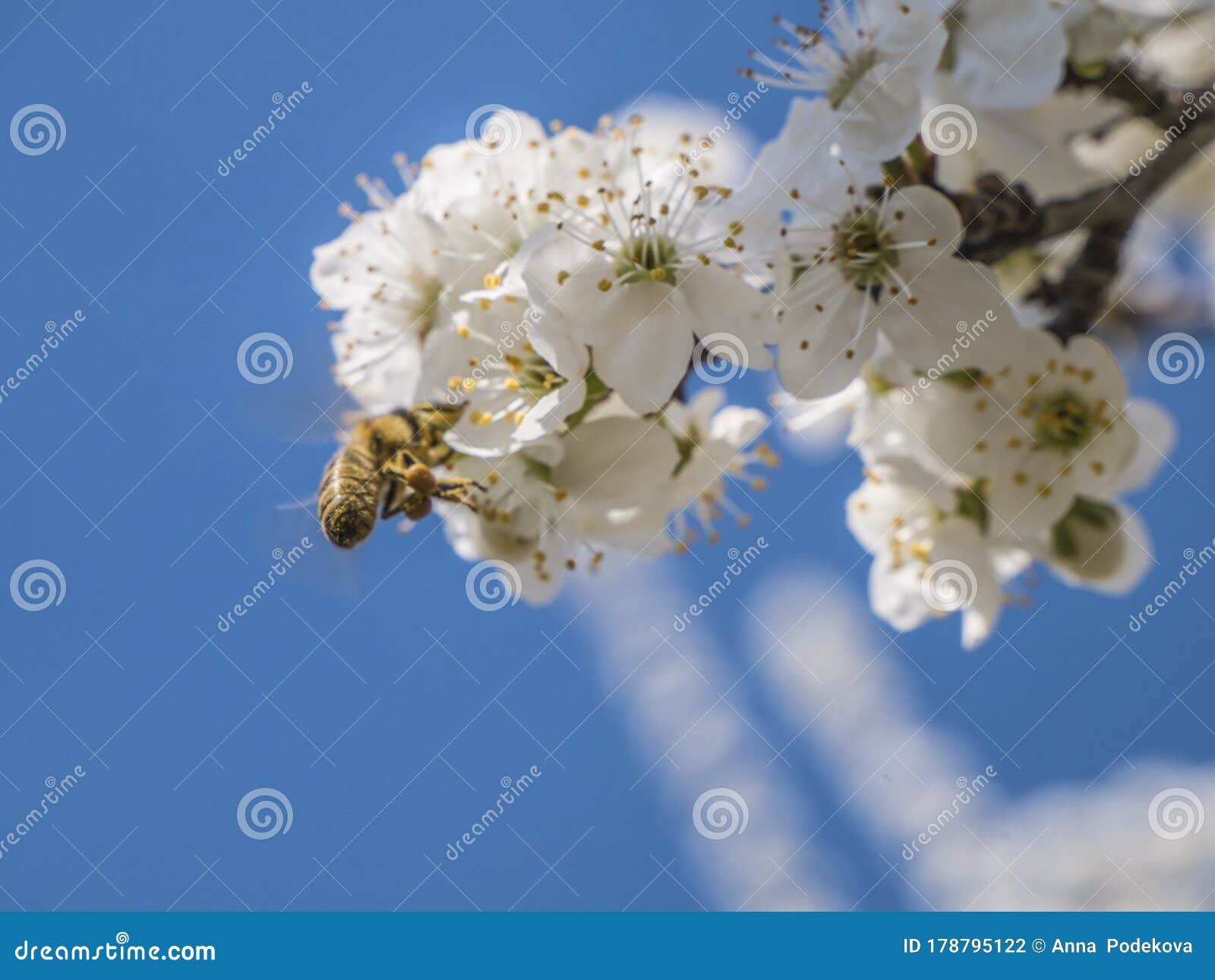 Wild Plum Tree Blossoms in the Spring. Magical Spring Season. Stock ...