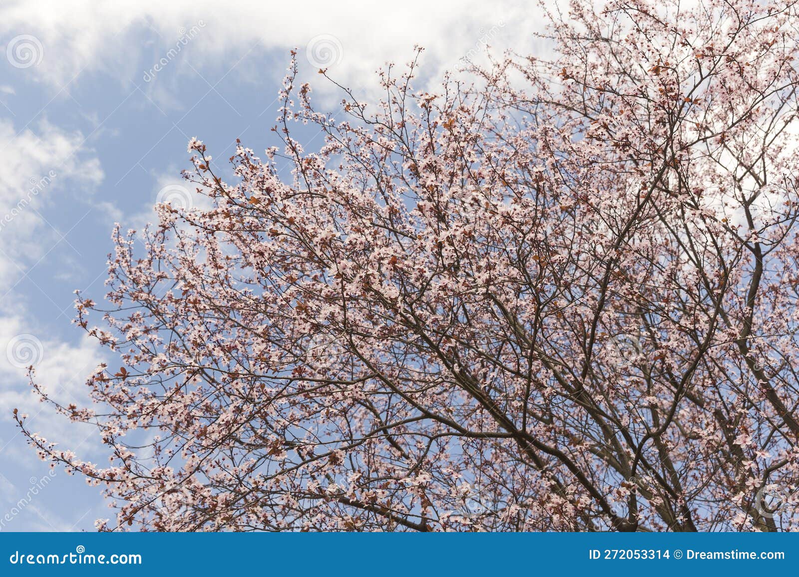 Wild Plum Tree Sign of the Spring Time Stock Photo - Image of bloom ...