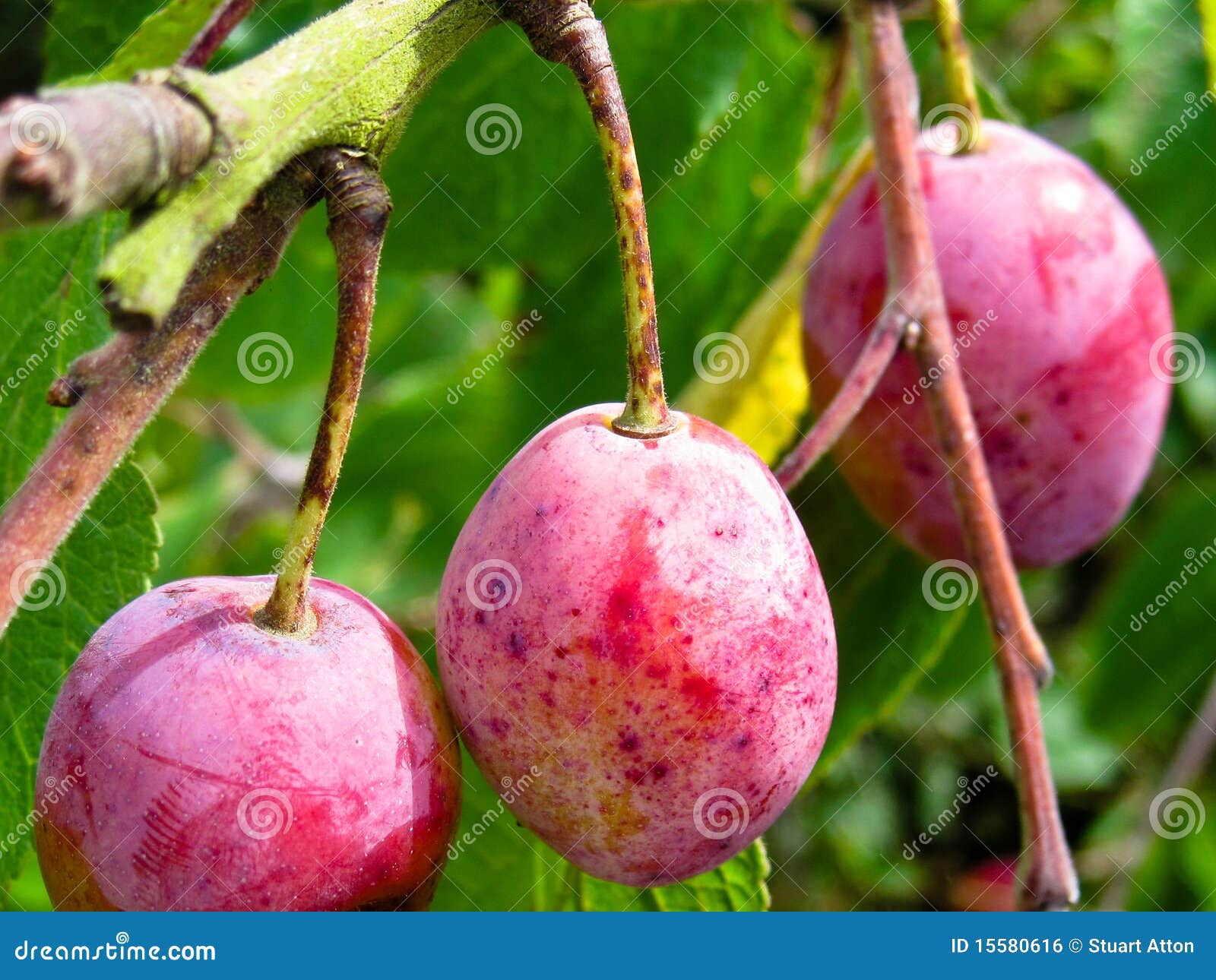 Wild Plums stock photo. Image of nature, fall, plum, enlarged - 15580616