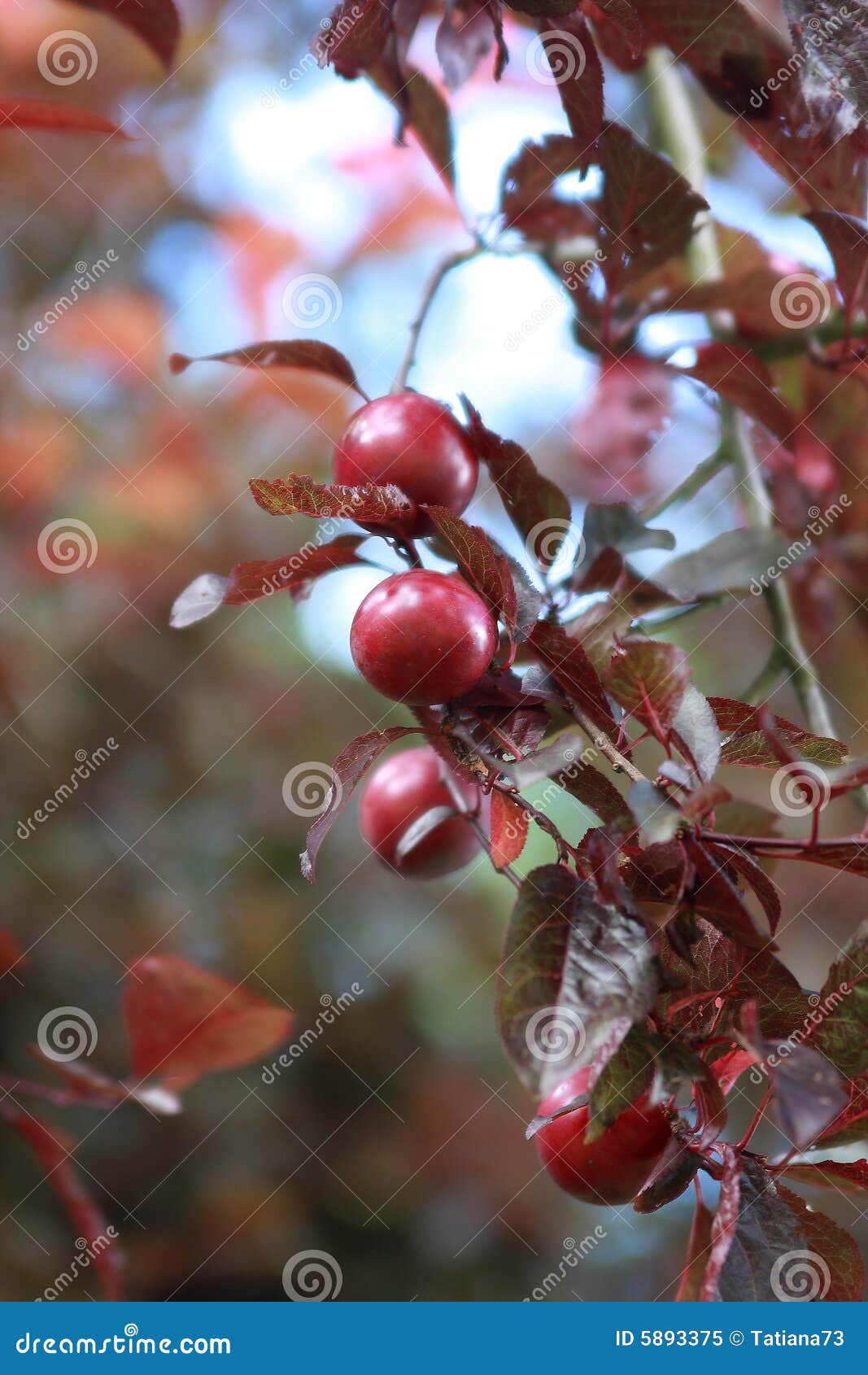 Wild plums stock image. Image of plum, garden, nature - 5893375