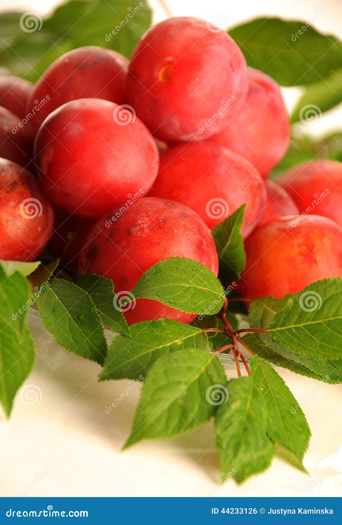 Wild plums stock photo. Image of isolated, prunus, white - 44233126