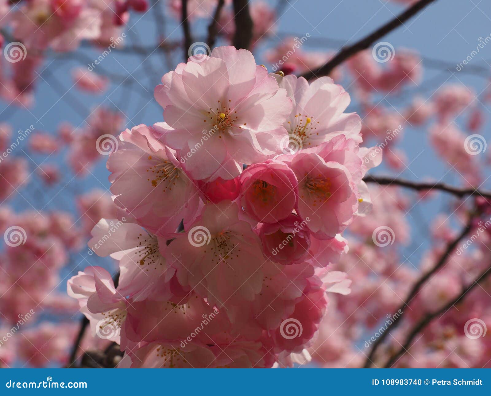 Wild Plumtree in Spring in the Sun Stock Photo - Image of field, plum ...