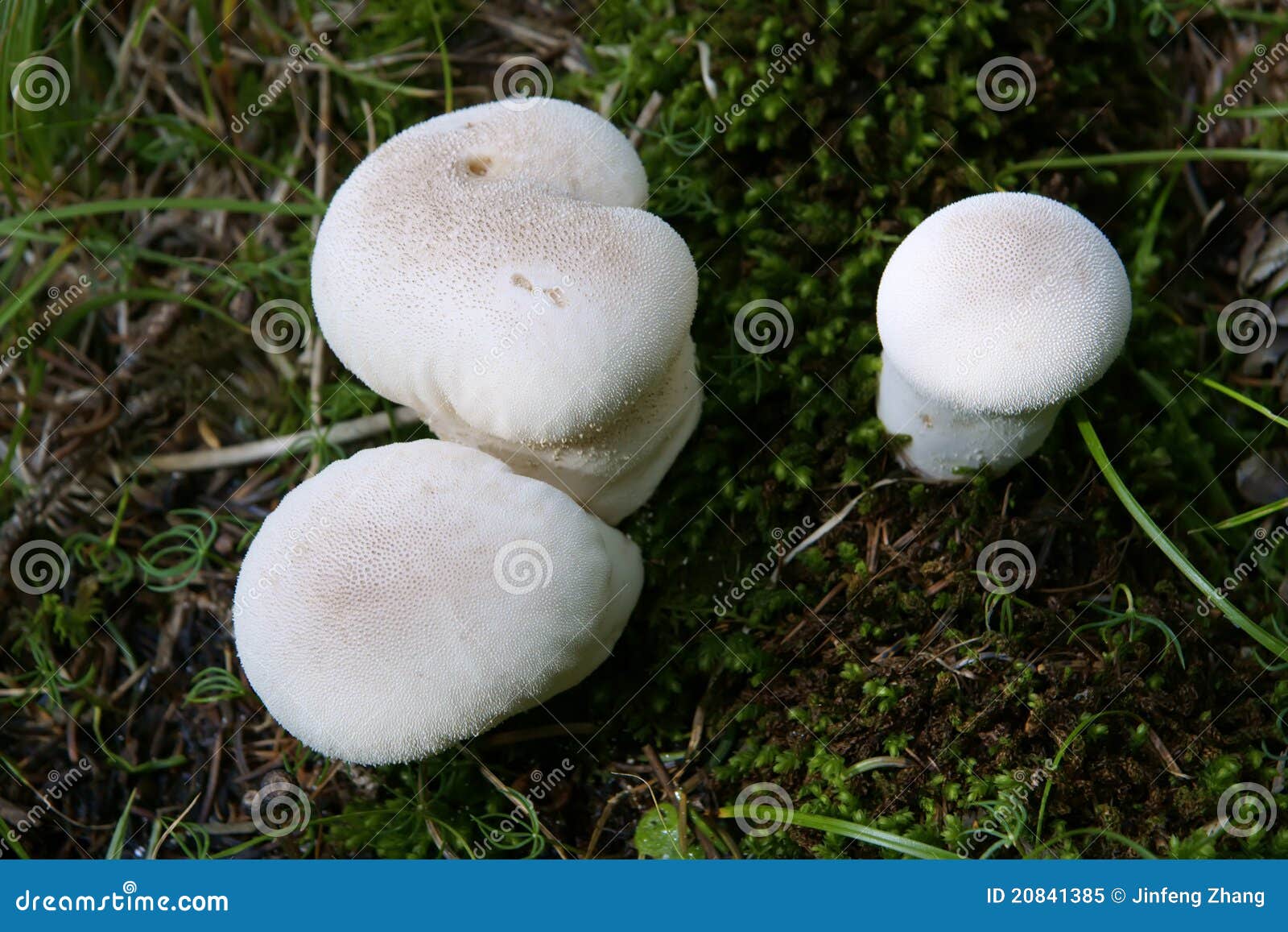 Wild poisonous fungus stock image. Image of mushrooms - 20841385