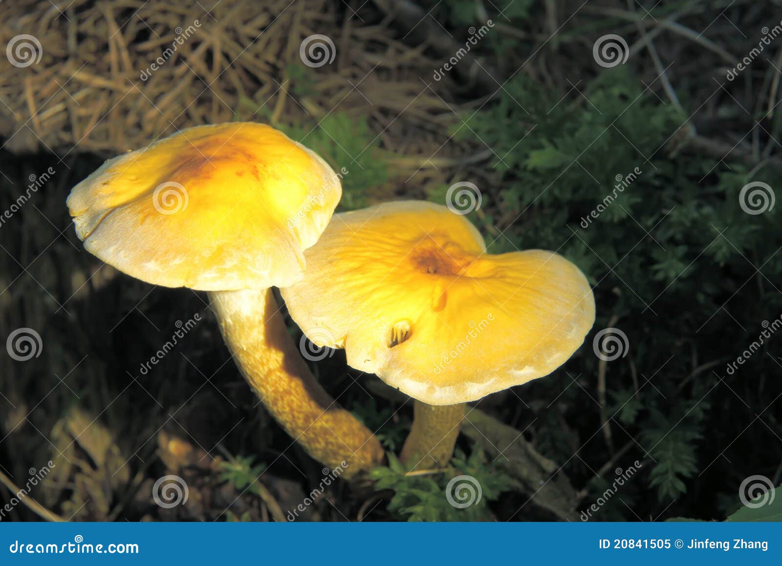 Wild poisonous fungus stock image. Image of muskeg, grass - 20841505