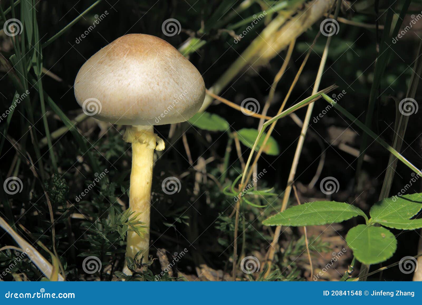 Wild poisonous fungus stock photo. Image of fungi, plant - 20841548
