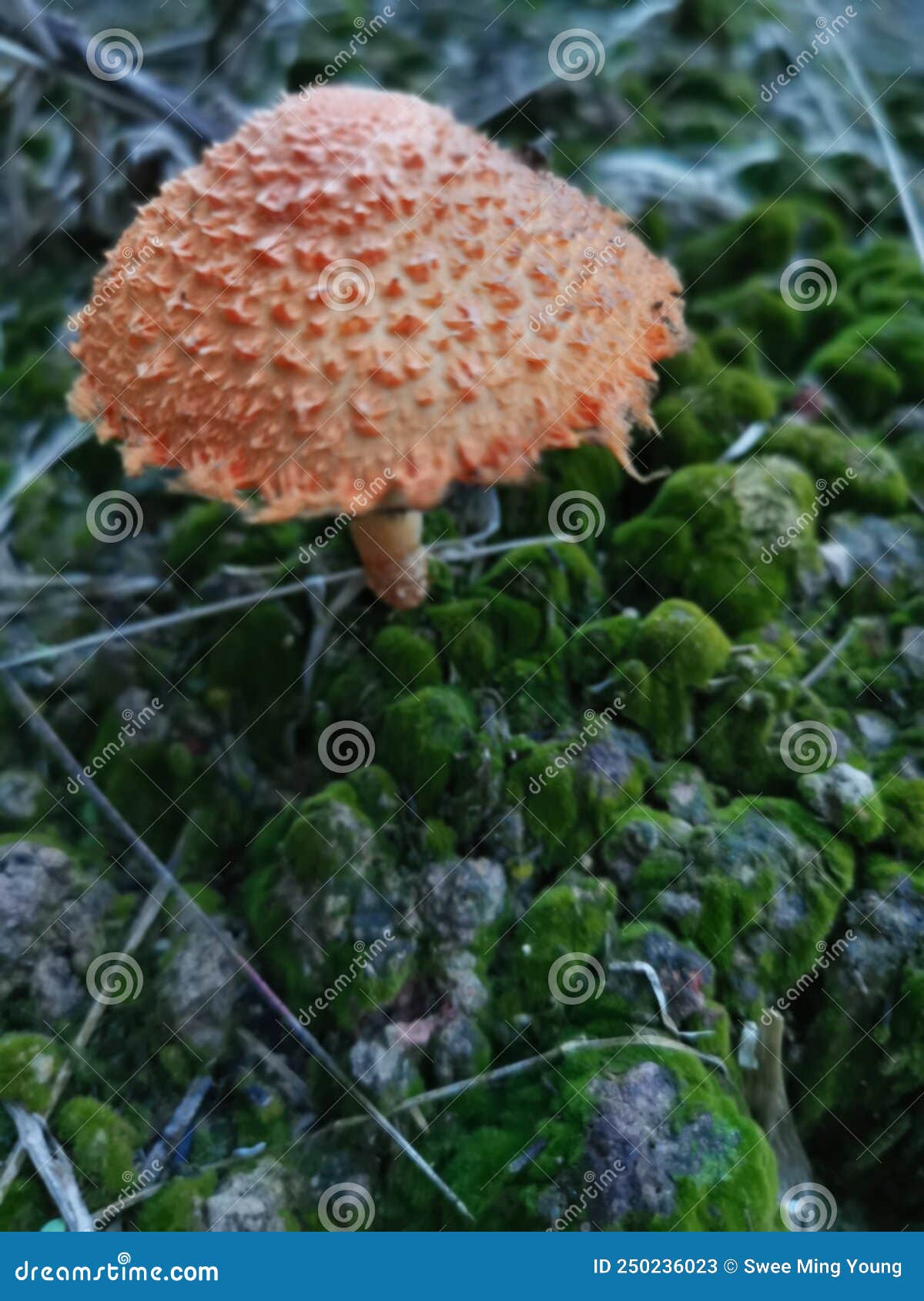 Wild Poisonous Orange-colored Parasol Mushroom Stock Image - Image of ...