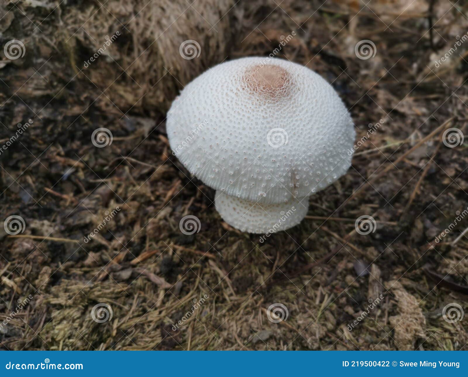 Wild Poisonous Stinking Dapperling Mushroom Stock Photo - Image of ...