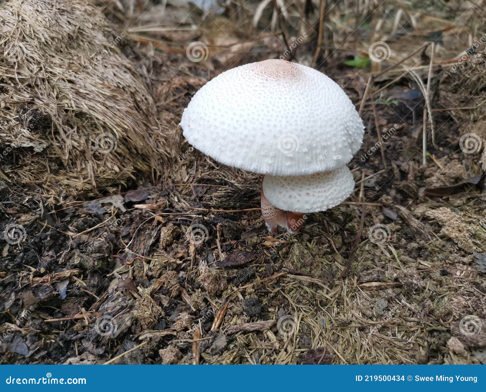 Wild Poisonous Stinking Dapperling Mushroom Stock Photo - Image of ...