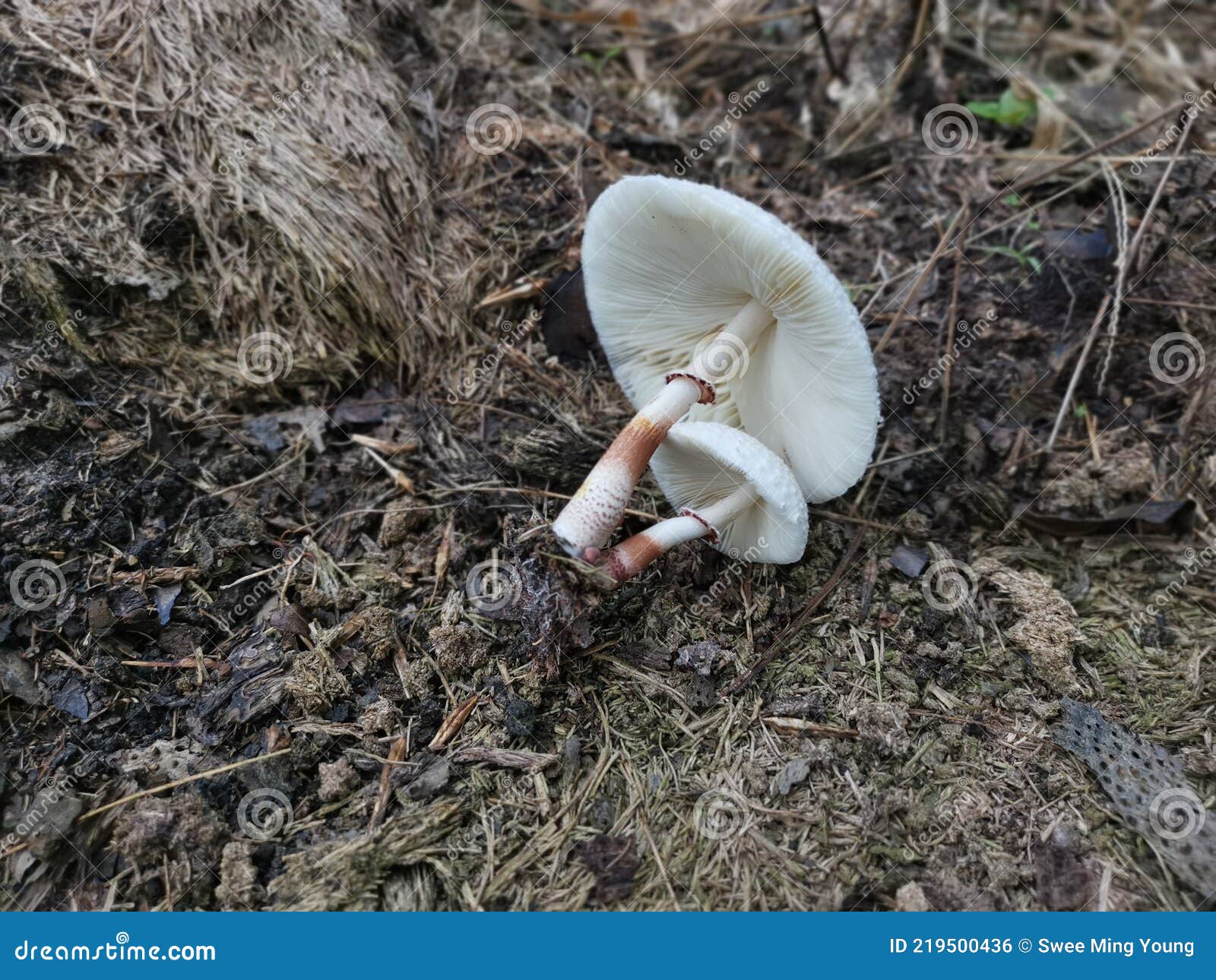 Wild Poisonous Stinking Dapperling Mushroom Stock Photo - Image of bush ...