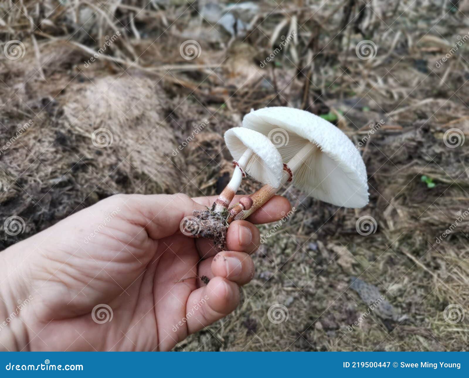 Wild Poisonous Stinking Dapperling Mushroom Stock Image - Image of ...