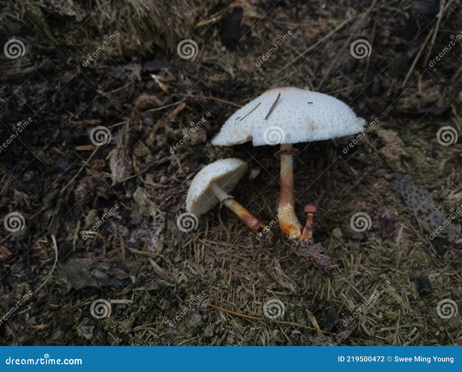 Wild Poisonous Stinking Dapperling Mushroom Stock Photo - Image of ...