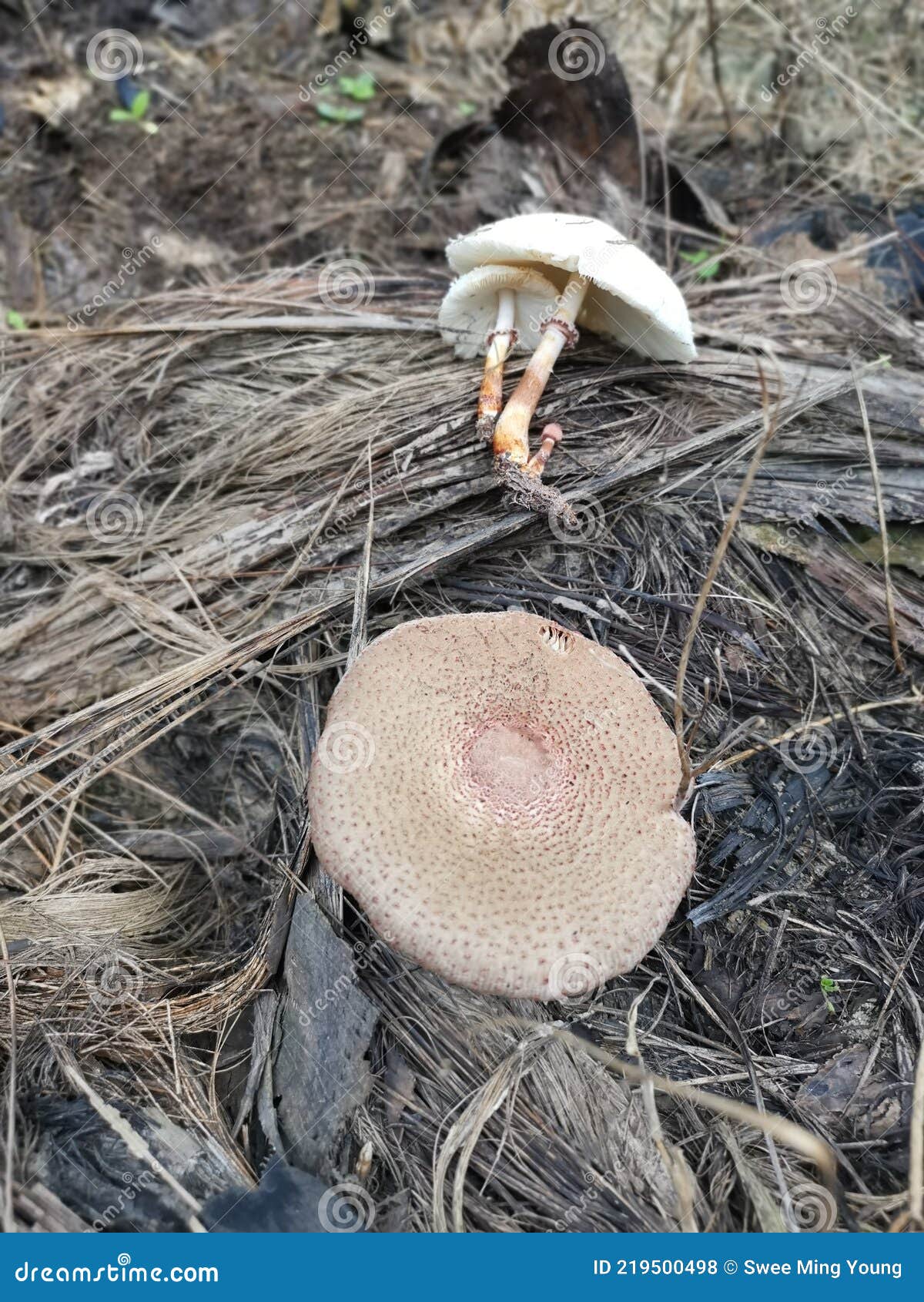 Wild Poisonous Stinking Dapperling Mushroom Stock Photo - Image of ...
