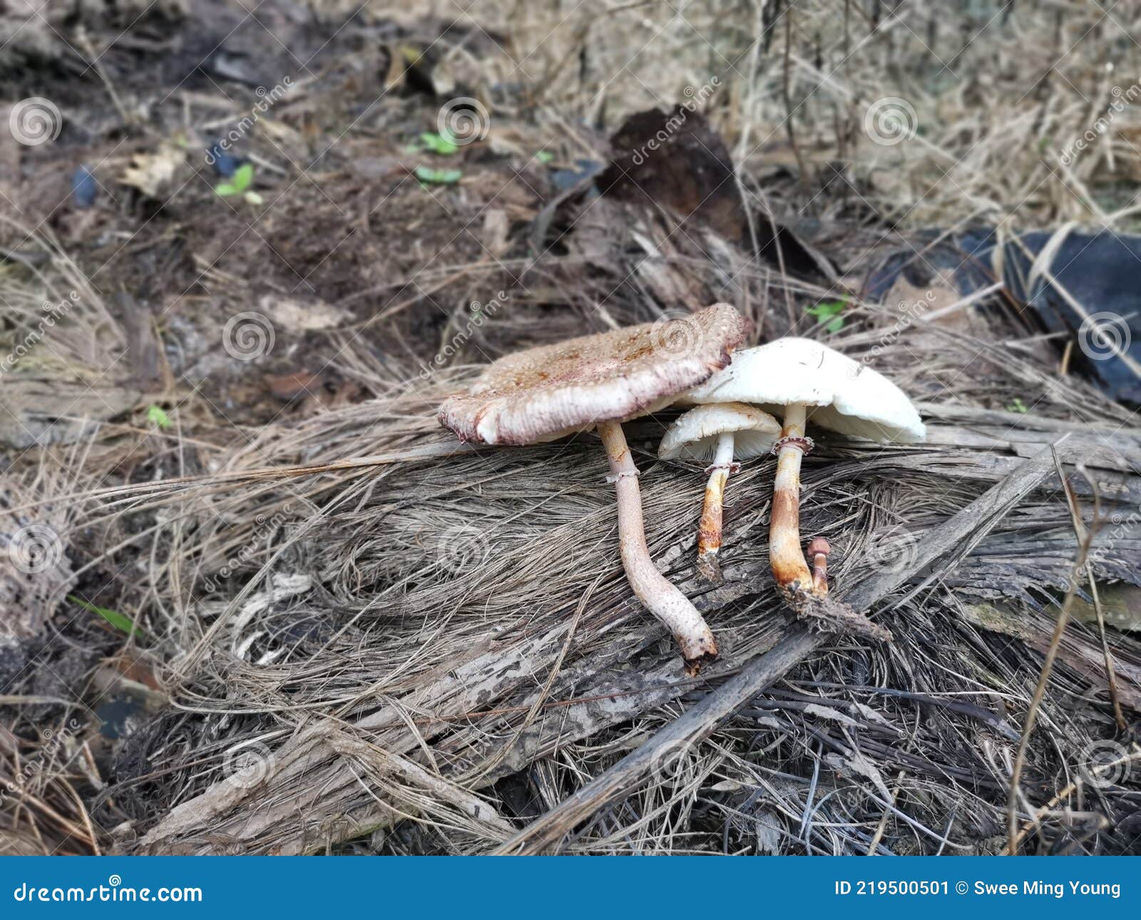 Wild Poisonous Stinking Dapperling Mushroom Stock Image - Image of ...