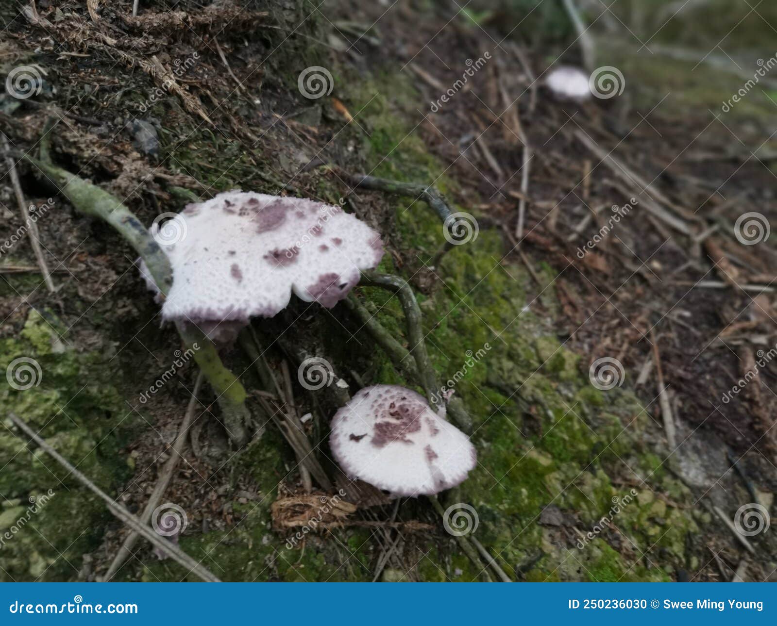 Wild Poisonous White-colored Parasol Mushroom Stock Photo - Image of ...