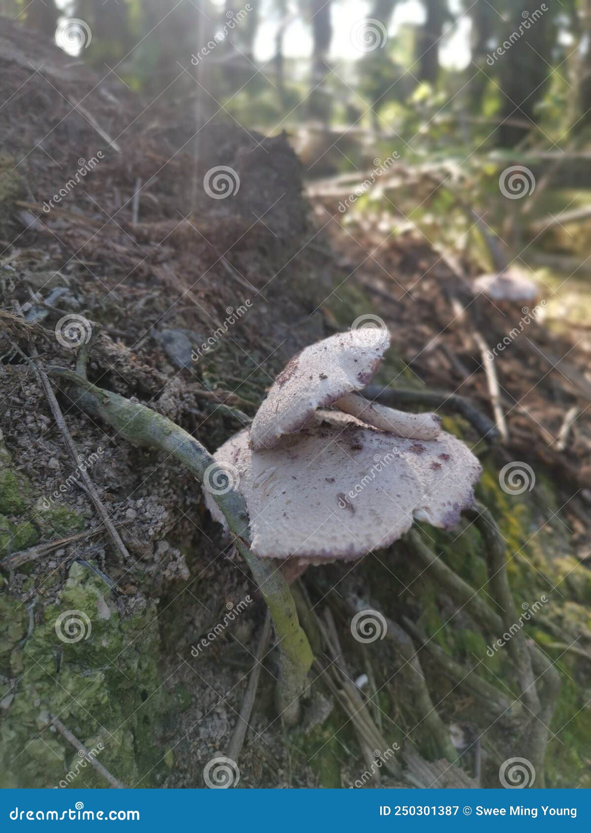 Wild Poisonous White-colored Parasol Mushroom Stock Image - Image of ...