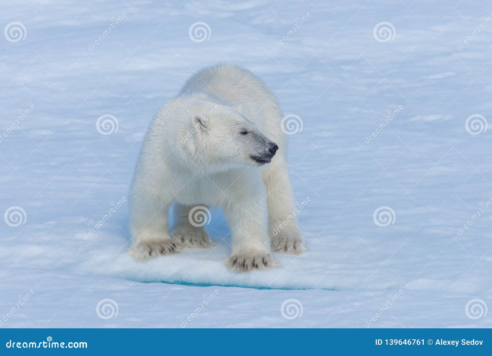 Wild Polar Bear Cub on Pack Ice in Arctic Sea Close Up Stock Image ...