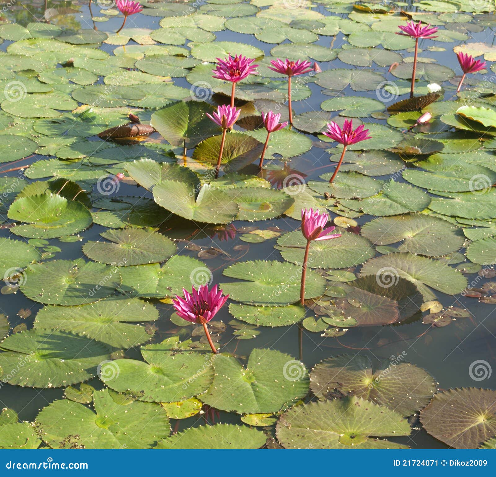 Wild pond with lotuses stock image. Image of peace, flora - 21724071