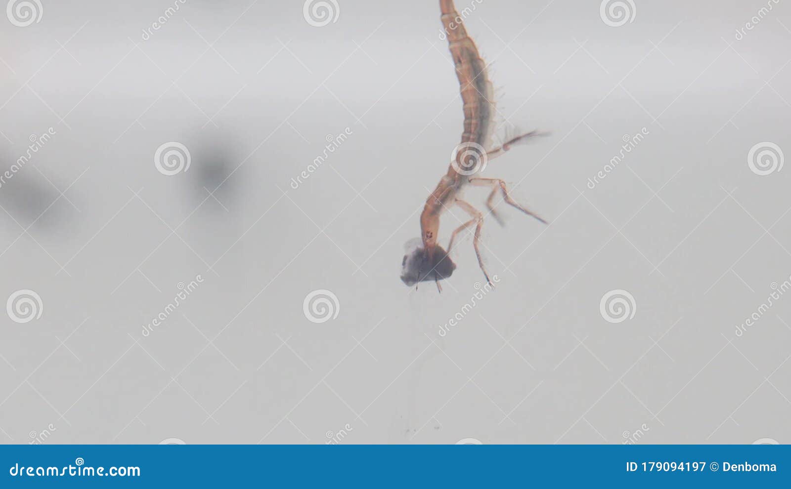 Predatory diving beetles stock video. Video of conspecific - 179094197