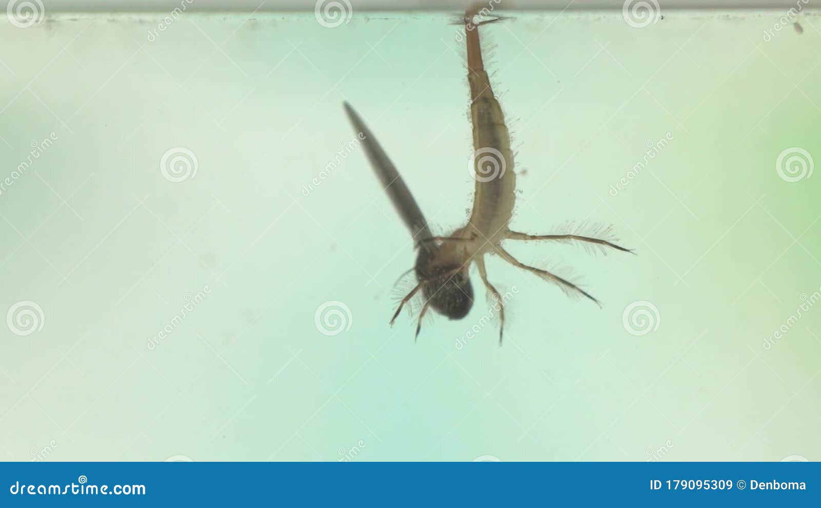 Predatory diving beetles stock video. Video of insecta - 179095309