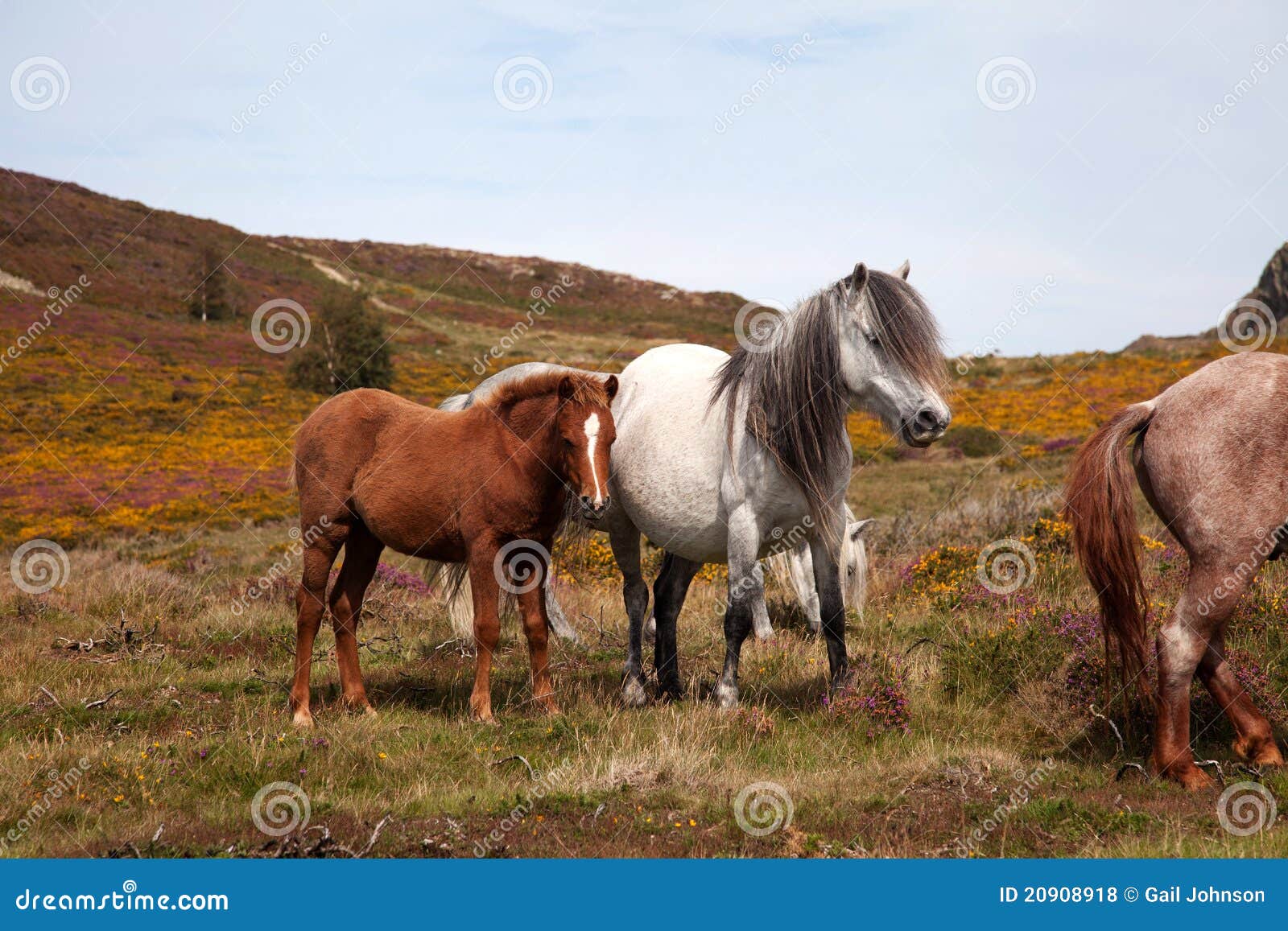 Wild Ponies stock photo. Image of ponies, heather, horse - 20908918