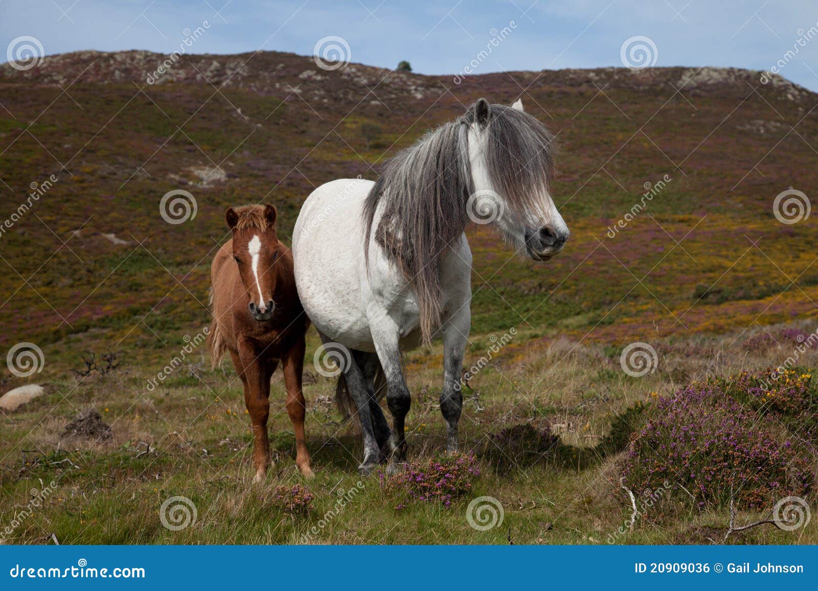 Wild Ponies Royalty Free Stock Image - Image: 20909036