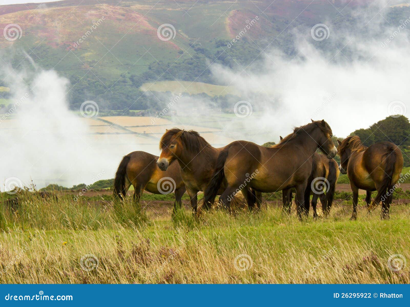 Wild Ponies stock photo. Image of beautiful, spring, tranquil - 26295922