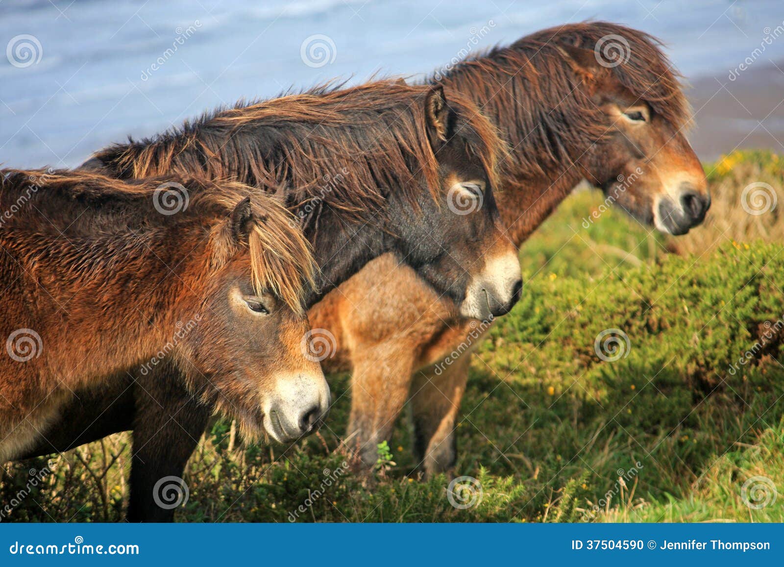 Wild ponies stock photo. Image of pony, alert, horses - 37504590