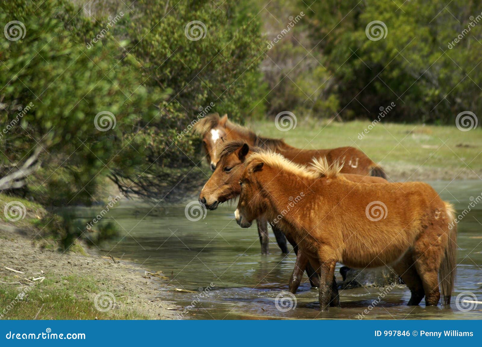 Wild ponies stock photo. Image of ponies, banks, carolina - 997846