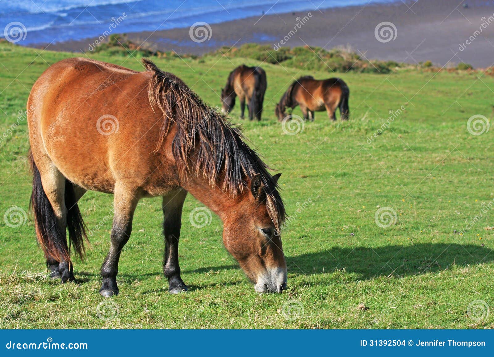 Wild Ponies stock photo. Image of woolacombe, devon, pasture - 31392504