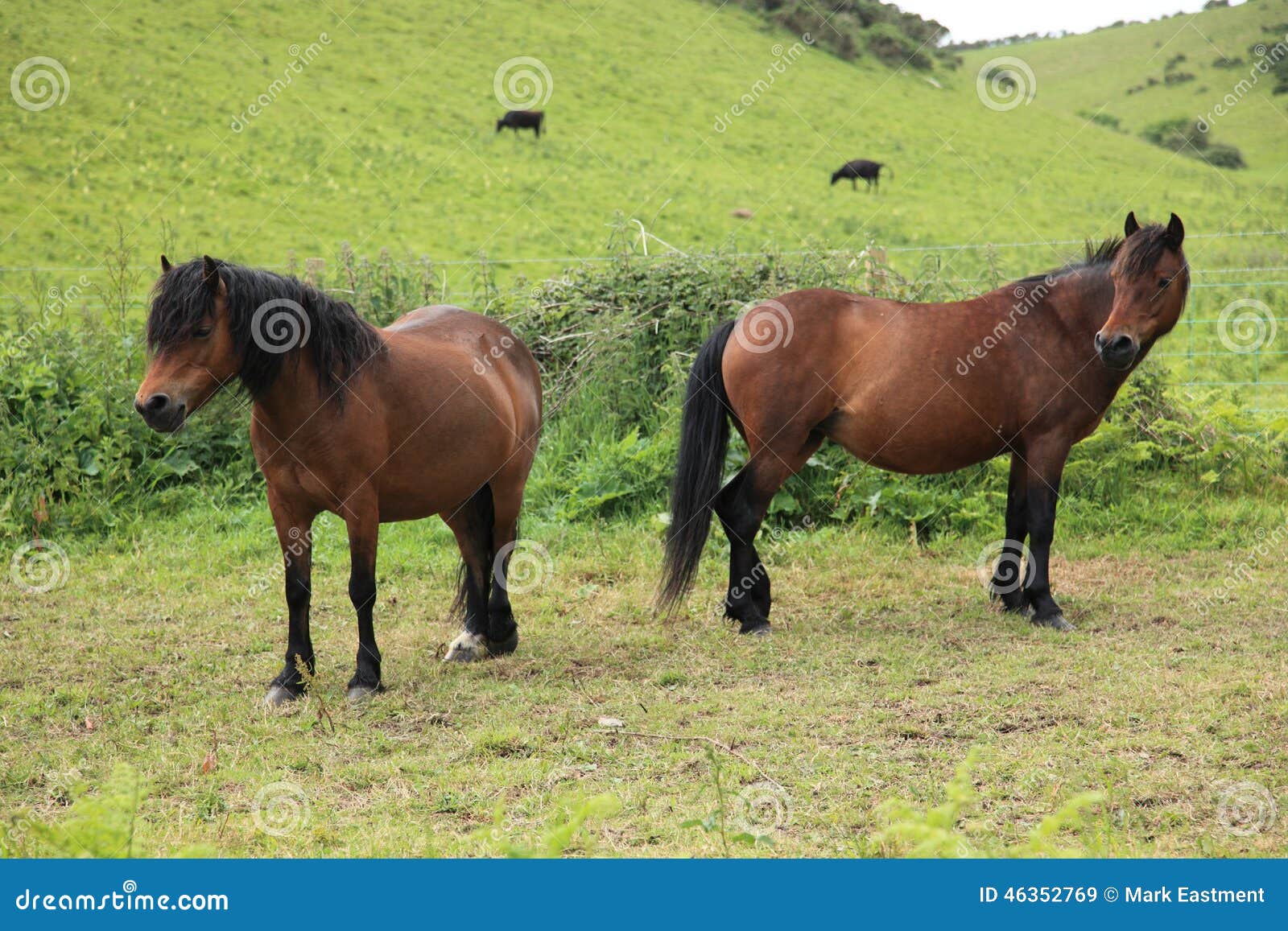 Wild Ponies Along the South West Coast of England in Devon Stock Image ...
