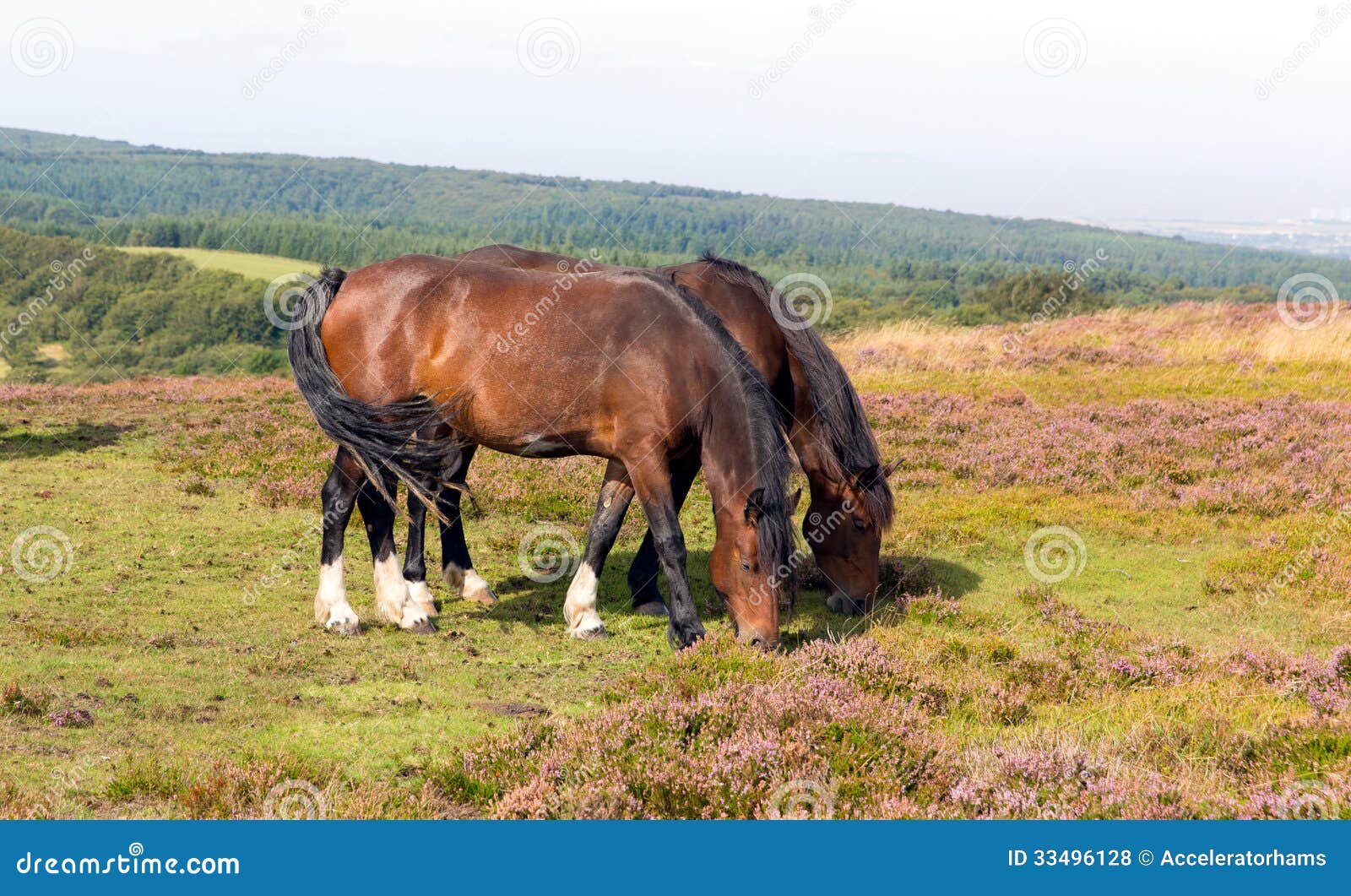 Wild Ponies and Heather Quantock Hills Somerset Stock Photo - Image of ...