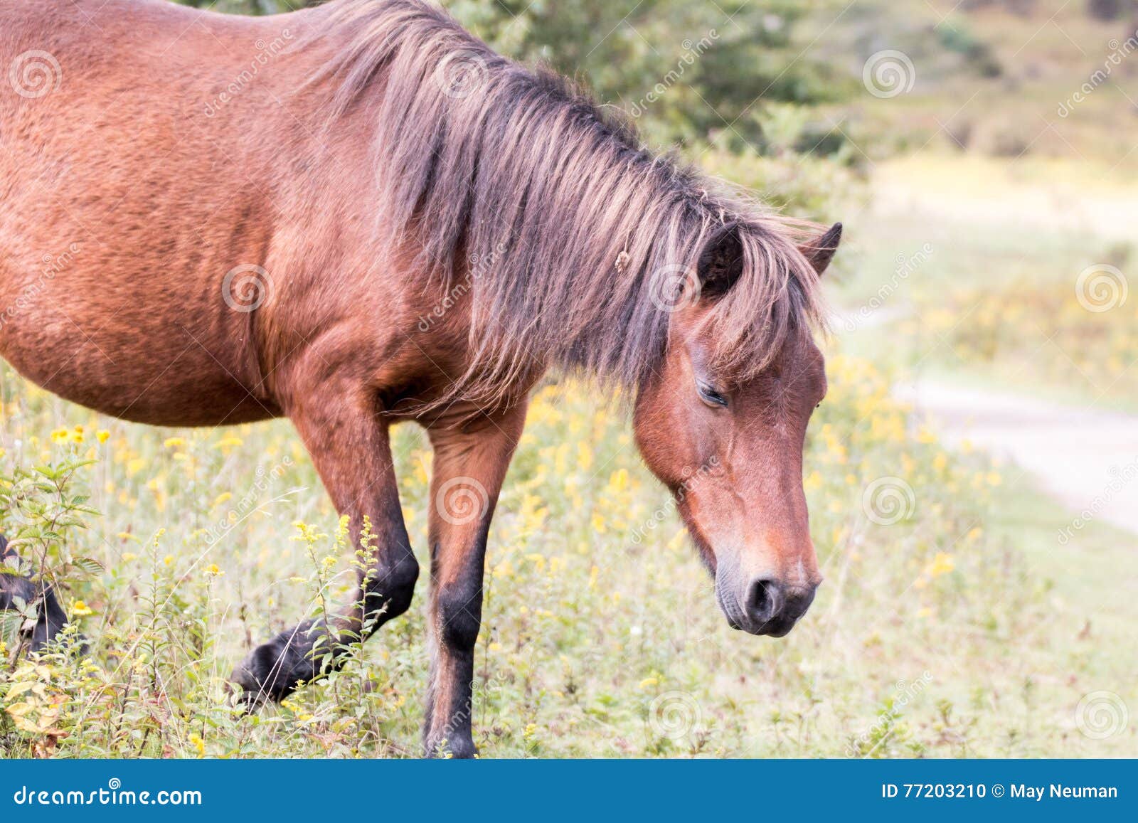 Wild ponies stock photo. Image of animal, outside, angle - 77203210