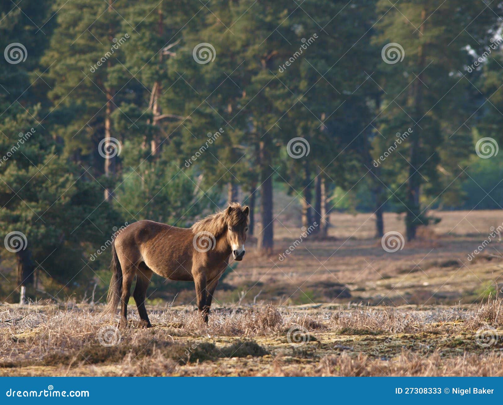 Wild Pony stock image. Image of running, pony, riding - 27308333