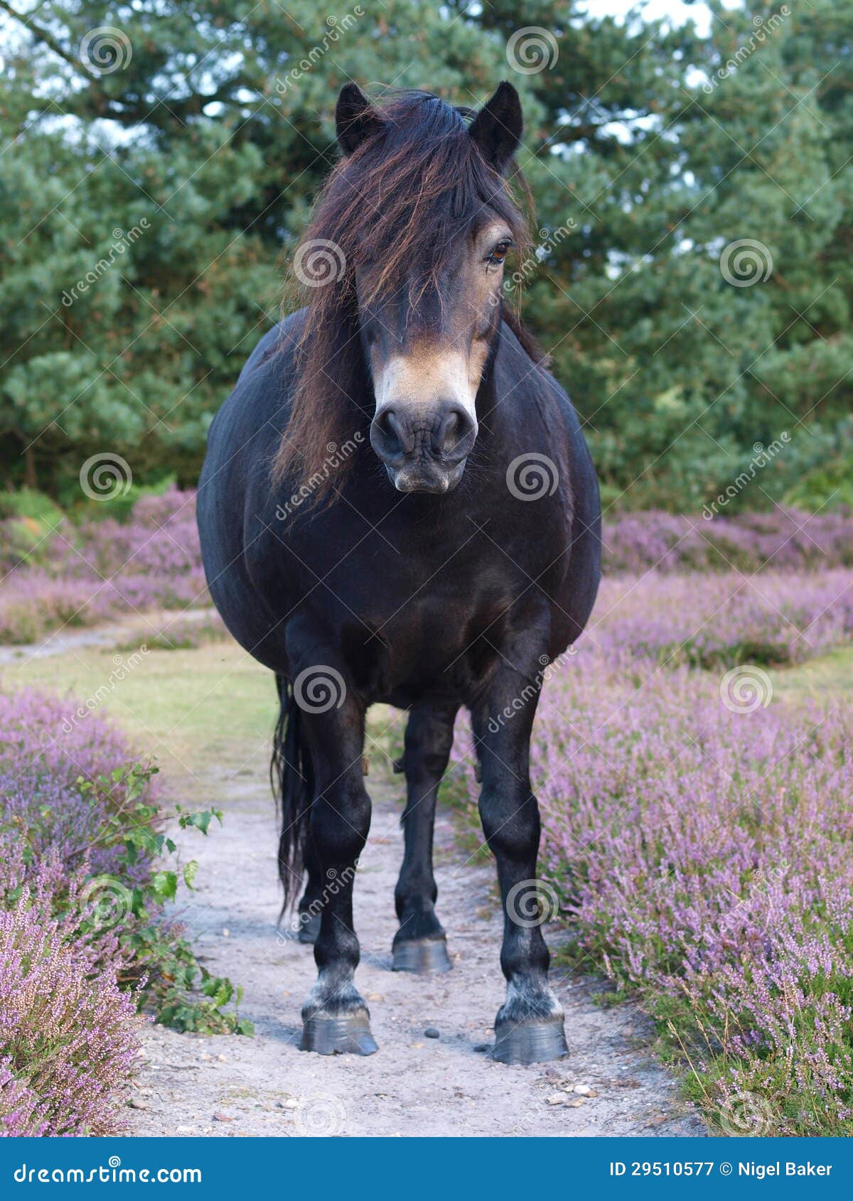 Wild Pony stock image. Image of paddock, exmoor, active - 29510577