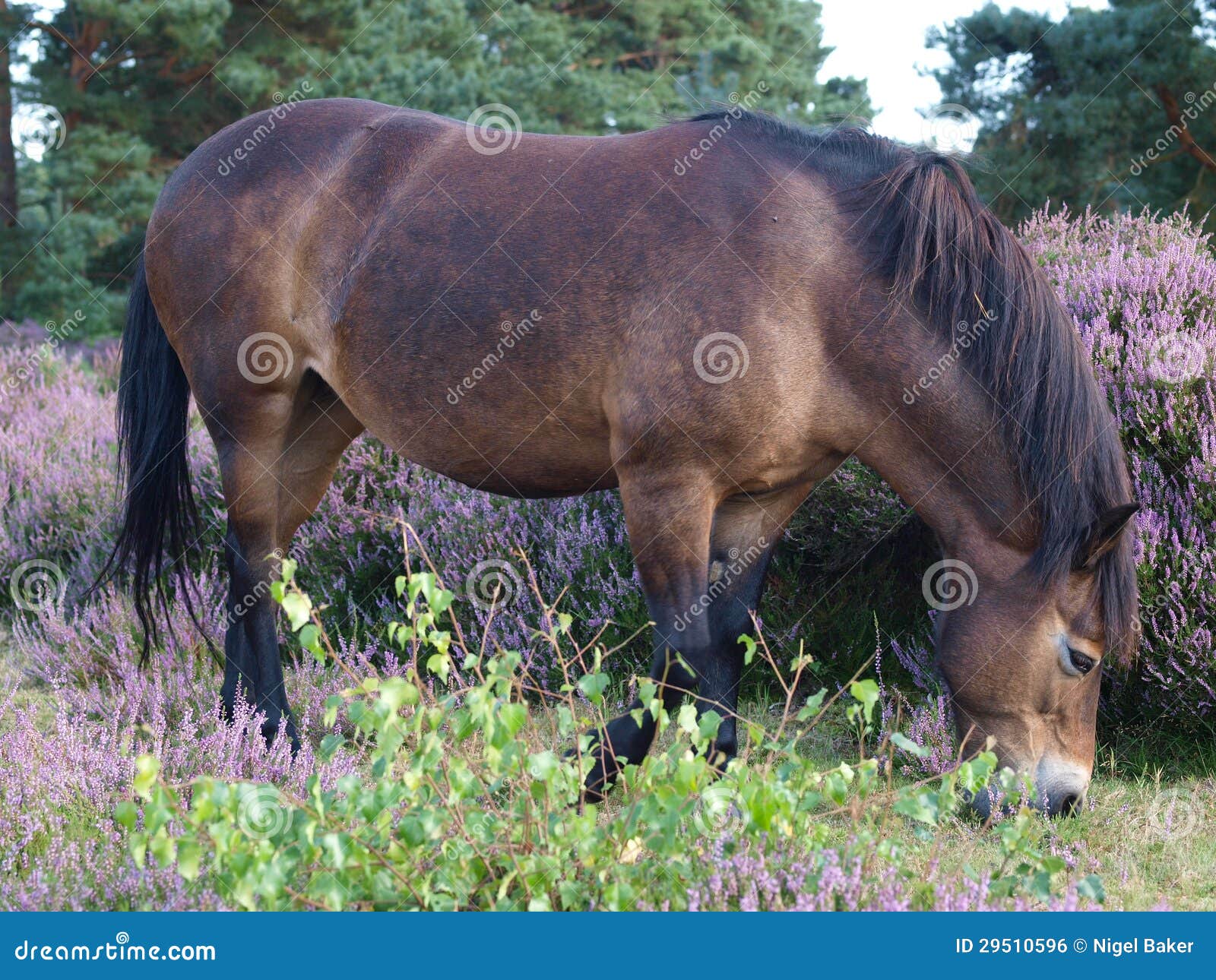 Wild Pony stock photo. Image of riding, wild, grass, flowers - 29510596