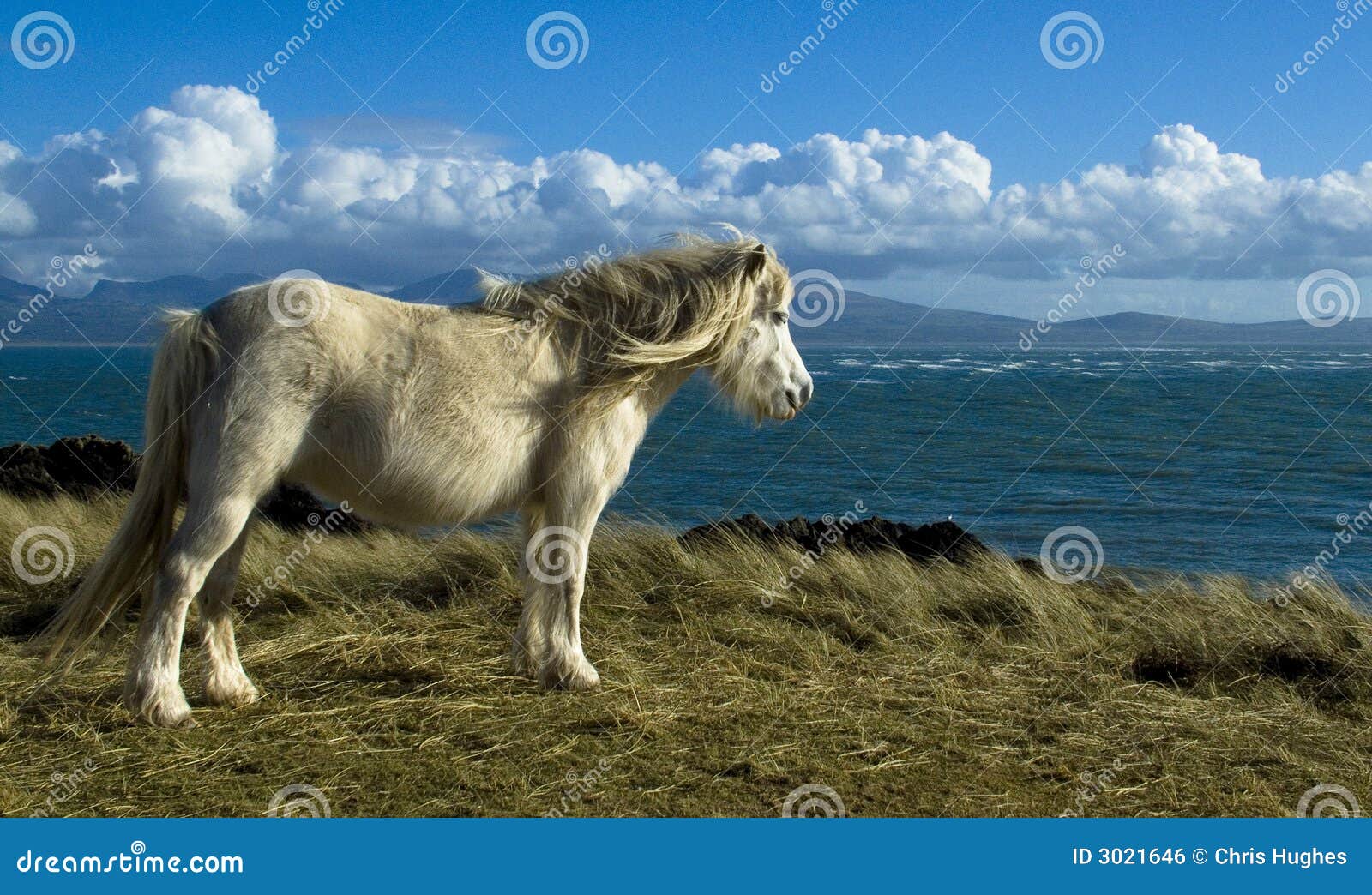 Wild Pony stock photo. Image of grass, pony, island, rocks - 3021646