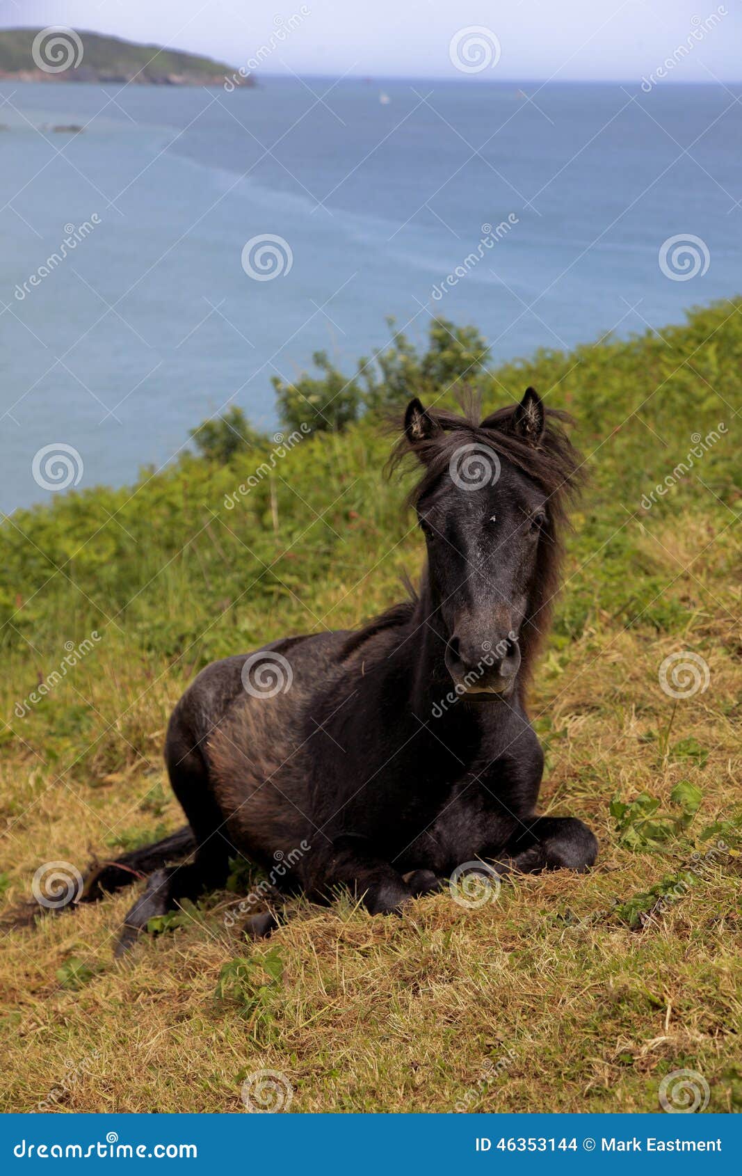 Wild Pony Along the South West Coast of England in Devon Stock Photo ...